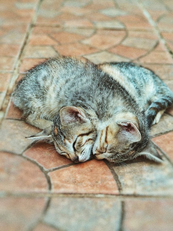 Cute Hugging kitten stock image. Image of organ, head - 204063335