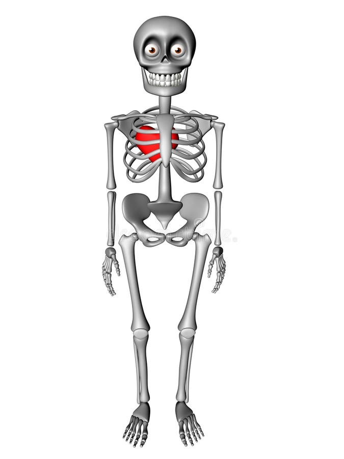 Human Skeleton Clipart