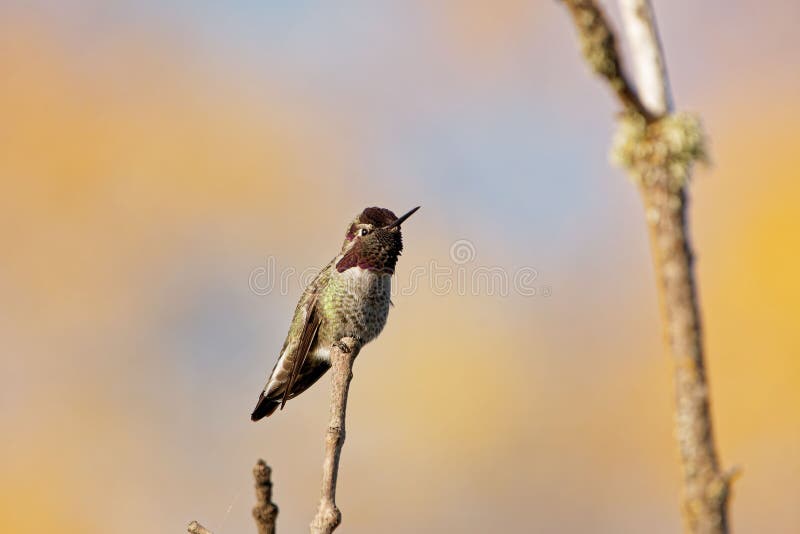 Cute Hummingbird Perched on a Branch Stock Image - Image of wings ...