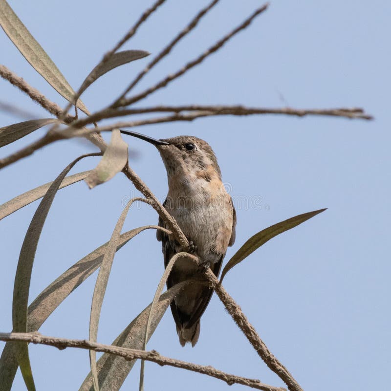 Cute Hummingbird Sitting on a Small Branch Stock Photo - Image of front ...