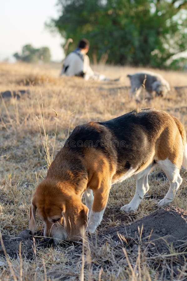 313 Beagle Sniffing Stock Photos - Free & Royalty-Free Stock Photos ...