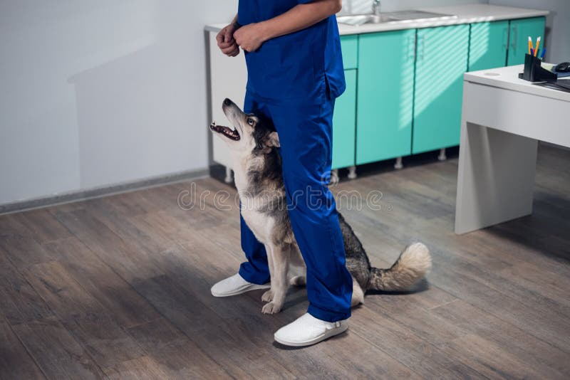 A Cute Husky Dog Being Trained in a Vet Office, Executing a Command ...
