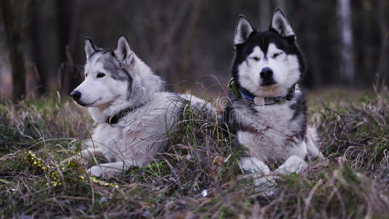 Cute Husky Dogs Laying in the Field Stock Video - Video of animals ...