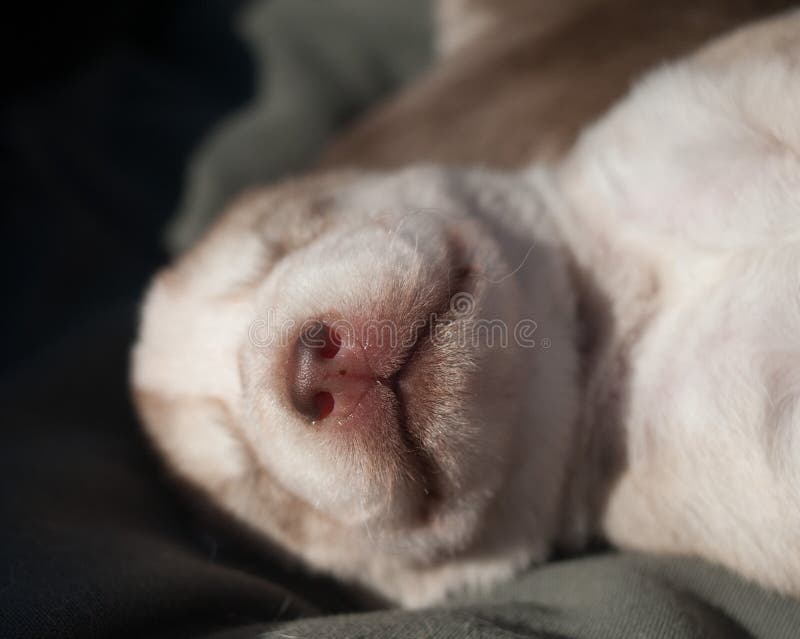 Cute husky pup face stock photo. Image of puppy, canine - 92325838