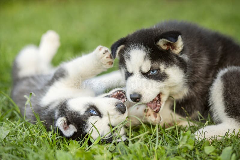 Cute Husky Puppies are Playing Together in Grass. Playful Puppies ...