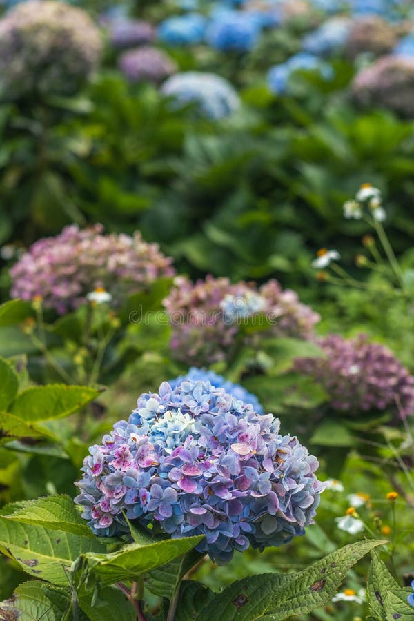 Cute Hydrangea in Public Garden Stock Image - Image of plant, botany ...