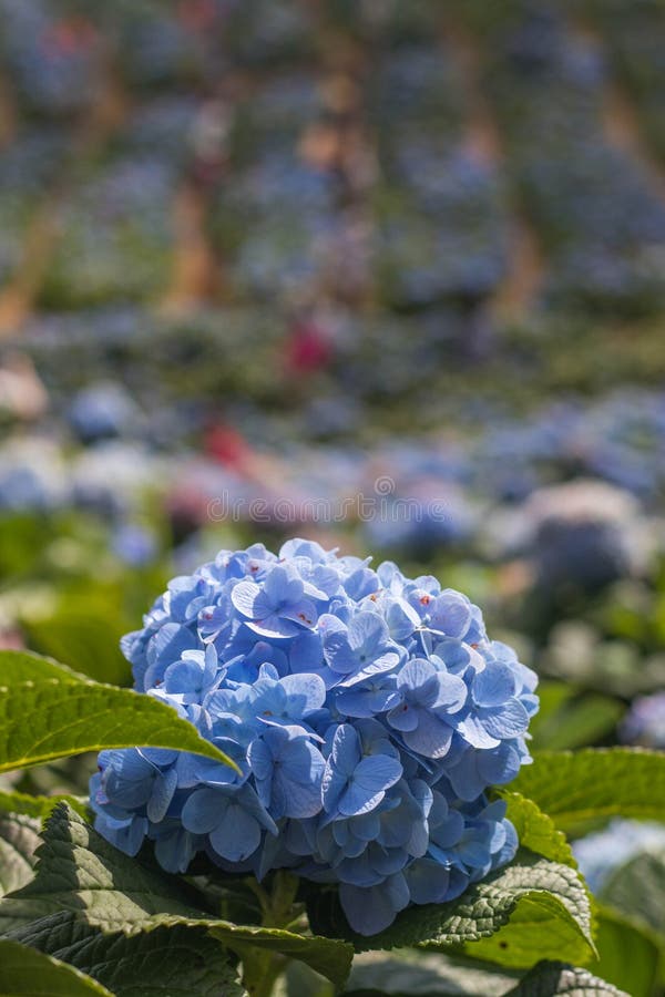 Cute Hydrangea in Public Garden Stock Photo - Image of hydrangeas ...