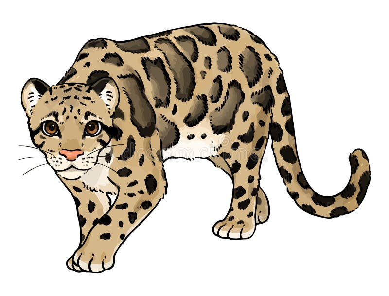Cute Illustration of Clouded Leopard Stock Vector - Illustration of ...