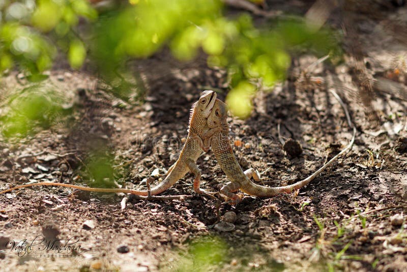 Cute Image of Two Beautiful Lizards Hugging Each Other in a Natural ...