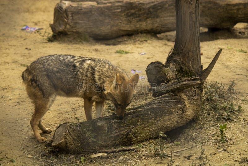Cute Indian Bengal Fox Photo Stock Image - Image of indoor, white ...