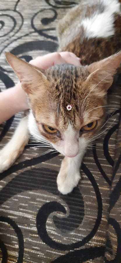 Cute Indian Cat stock photo. Image of kitten, carnivore - 181735702