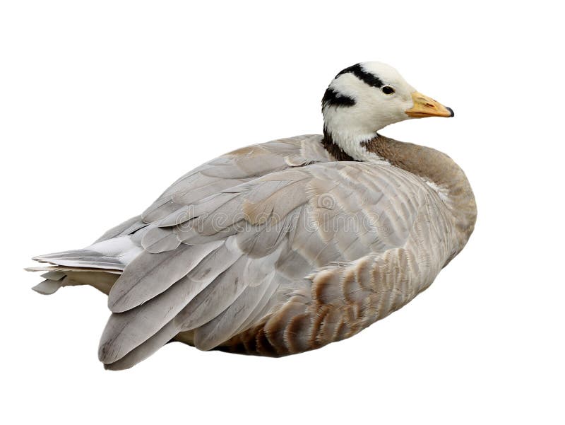 Indian goose stock photo. Image of flying, campotto, italy - 40350476