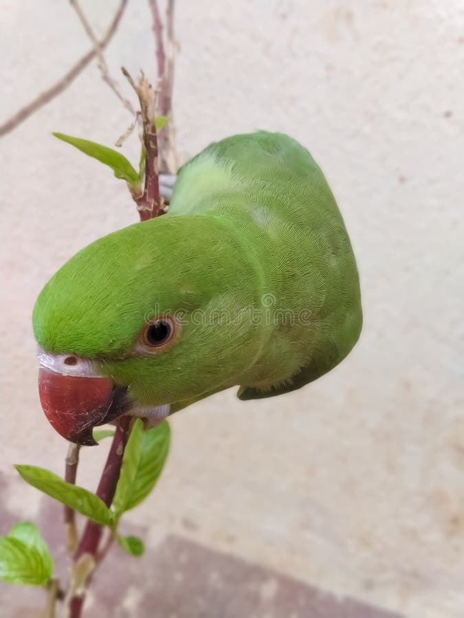 Cute Indian Parrot stock photo. Image of green, beak - 269733270