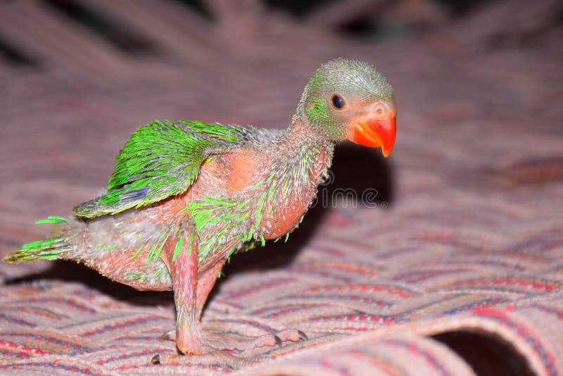 Indian Ringneck Babies