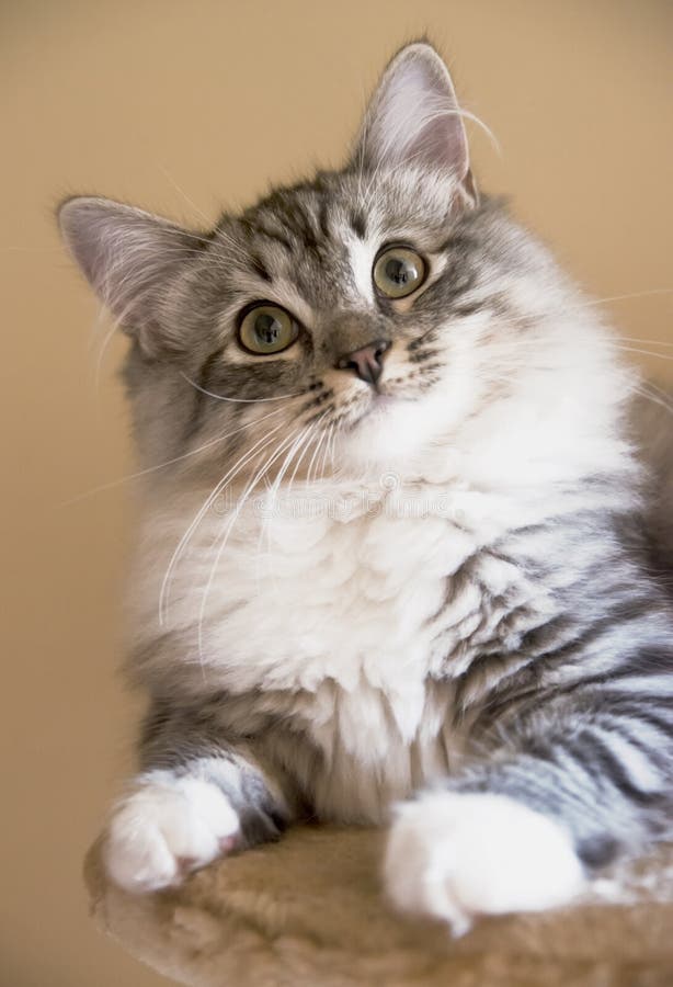 Cute inquisitive Kitten stock image. Image of sitting - 40286813