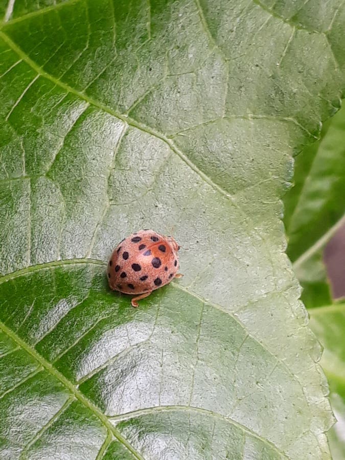 Cute insect stock image. Image of cute, animal, insect - 122118031