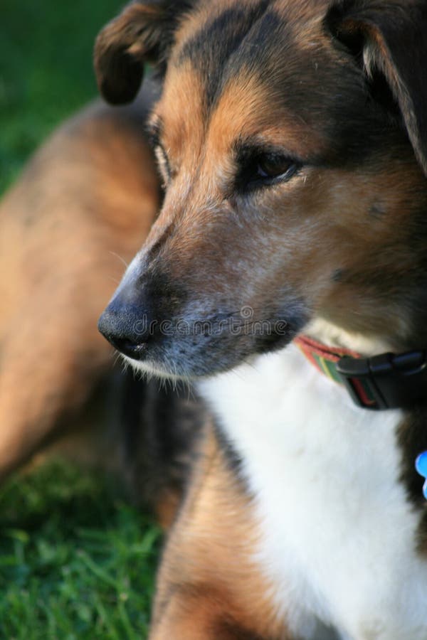 Cute Intelligent Dog stock image. Image of focus, brown - 3103375