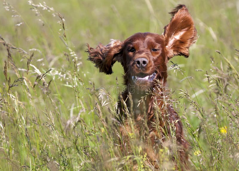Cute Irish Setter stock photo. Image of speed, smiling - 32384396