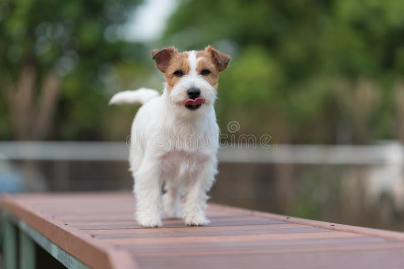 Cute Jack Russell Terrier, Outdoor Shot Stock Photo - Image of outdoor ...