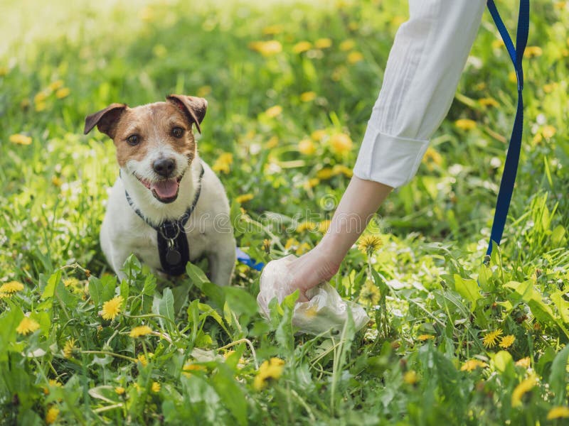 Cute Jack Russell Terrier Pooping on the Grass and a Hand Picking it ...