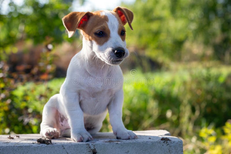 Cute Jack Russell Terrier Puppy Stock Photo - Image of jack, breed ...