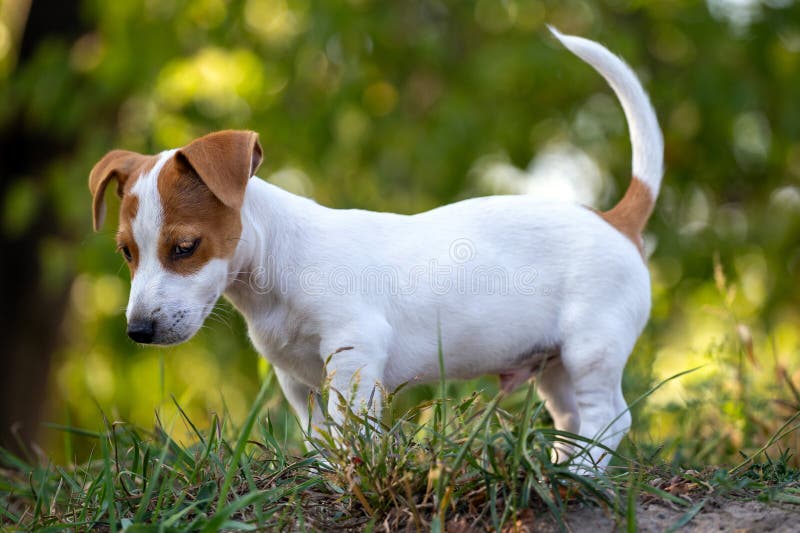 Cute Jack Russell Terrier Puppy Stock Image - Image of terrier, white ...