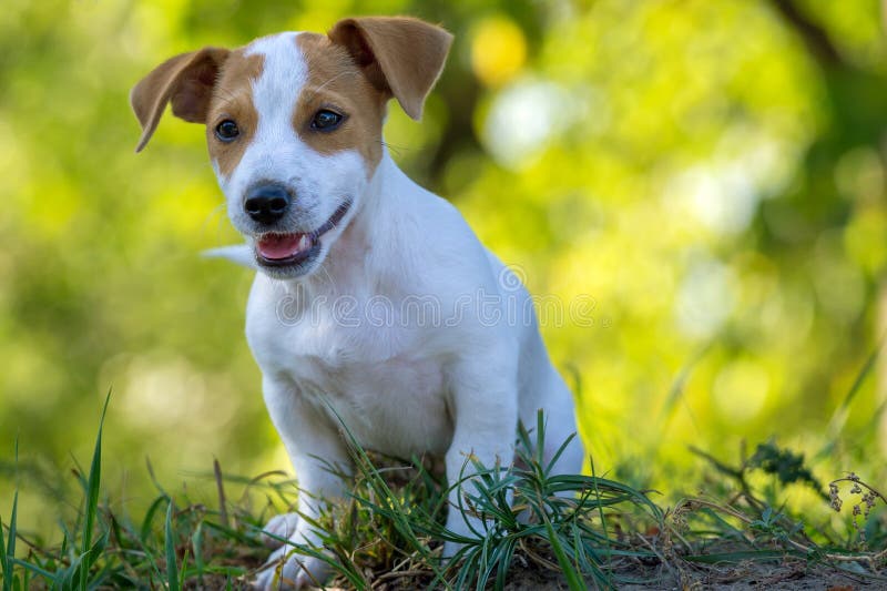 Cute Jack Russell Terrier Puppy Stock Image - Image of small, friend ...