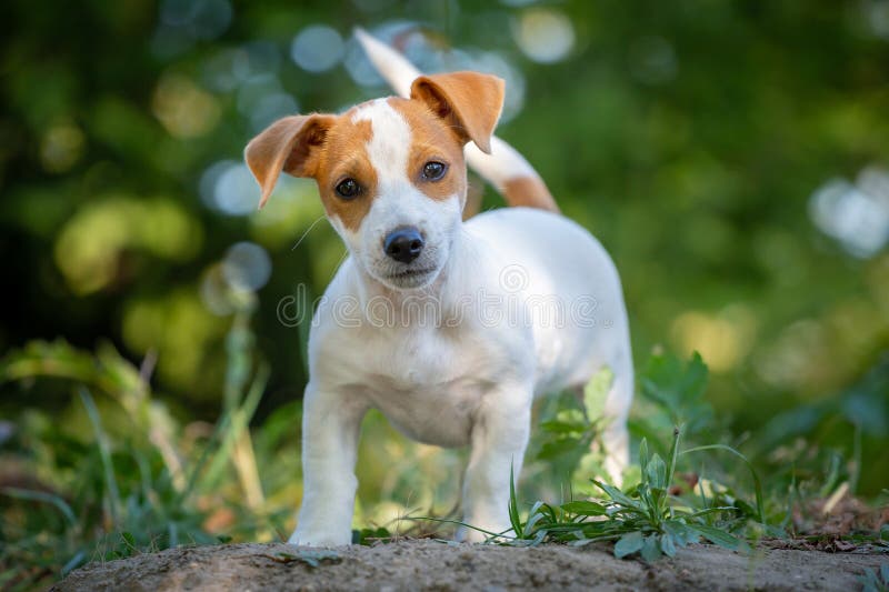 Cute Jack Russell Terrier Puppy. Stock Photo - Image of doggy, little ...