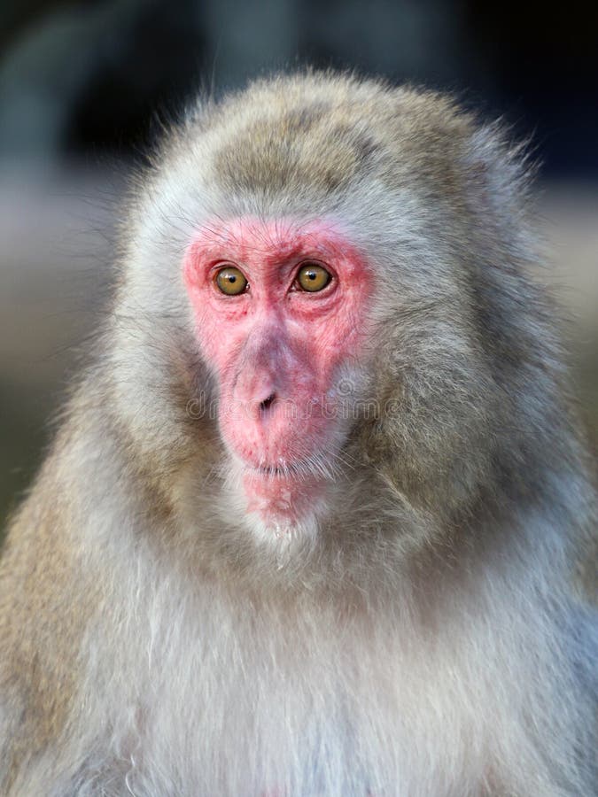 Cute Japanese monkey stock image. Image of stone, macaque - 75324979