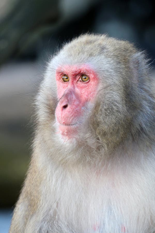 Cute Japanese monkey stock photo. Image of japan, macaque - 75325016