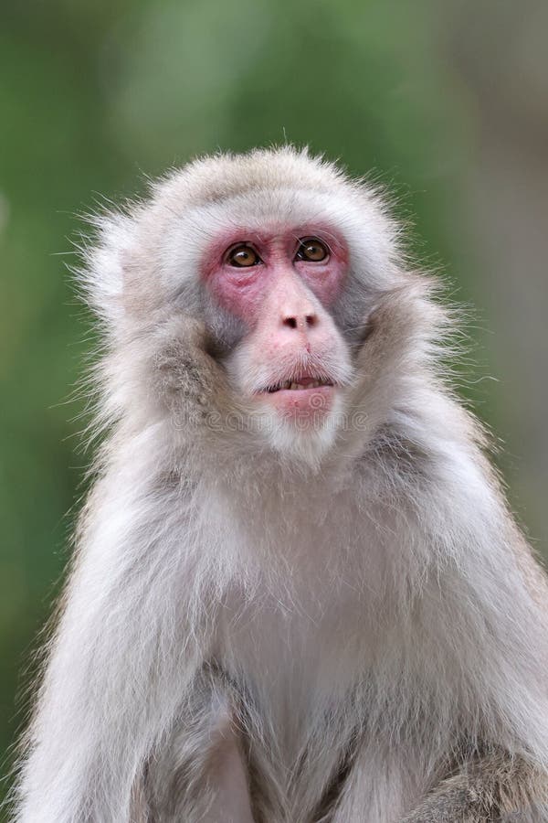Macaca fuscata stock image. Image of macaque, mountain - 53447227