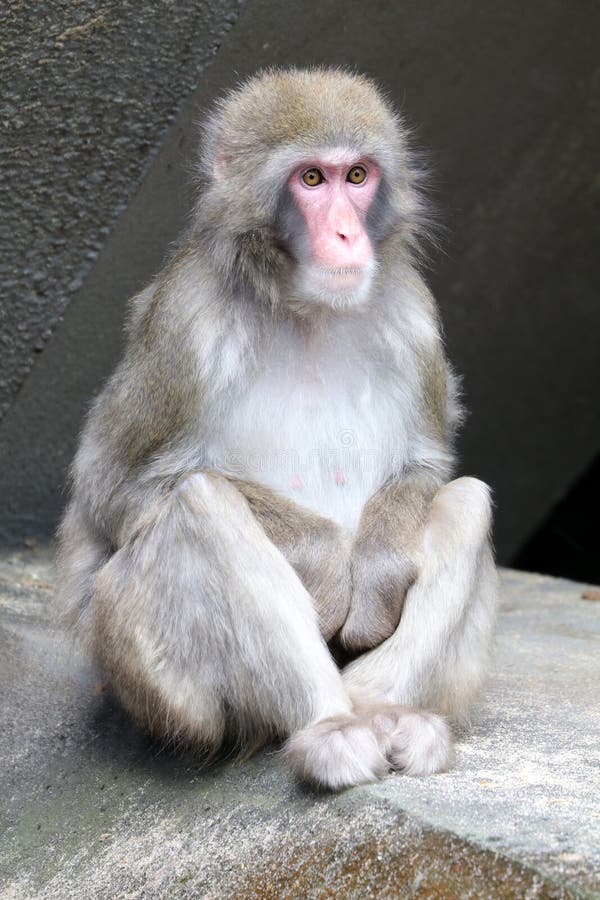 Cute Japanese monkey stock photo. Image of animal, hair - 75333770