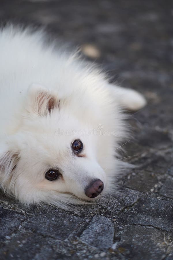 Cute Japanese Spitz Lying on the Ground and Looking at the Camera ...
