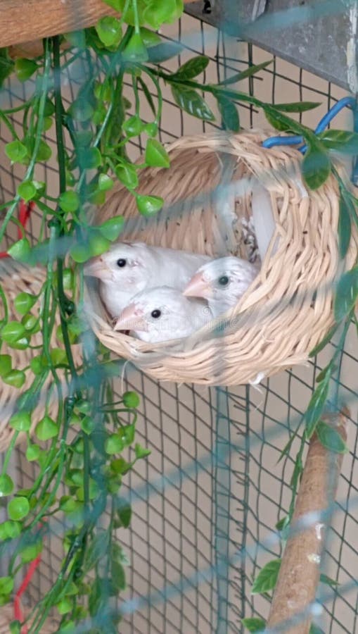 Cute japanese white finch stock image. Image of cute - 298643807