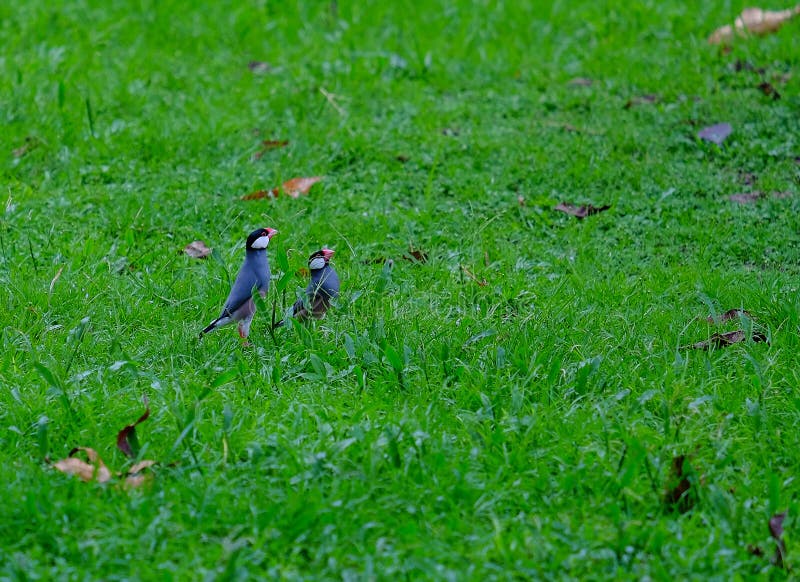 Java sparrow stock image. Image of forest, natural, beautiful - 104234913