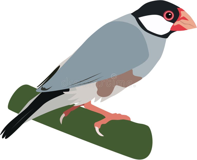 Cute java sparrow vector stock vector. Illustration of bird - 49399490