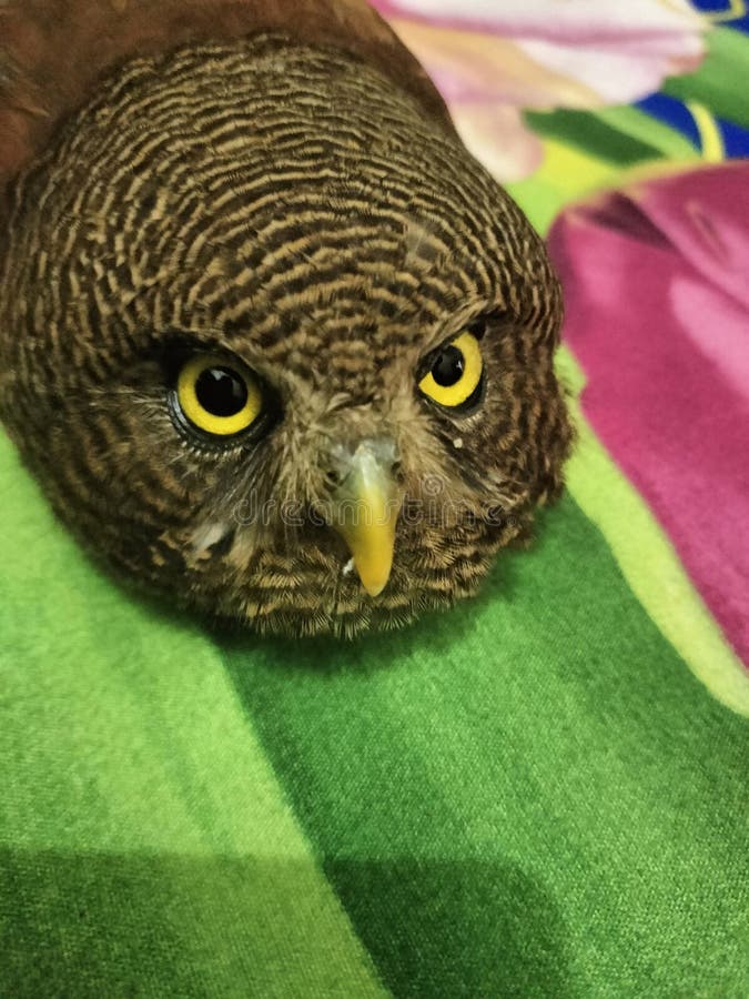 Cute Javan Hawk Owl Close Up Stock Image - Image of hawk, cute: 378624977