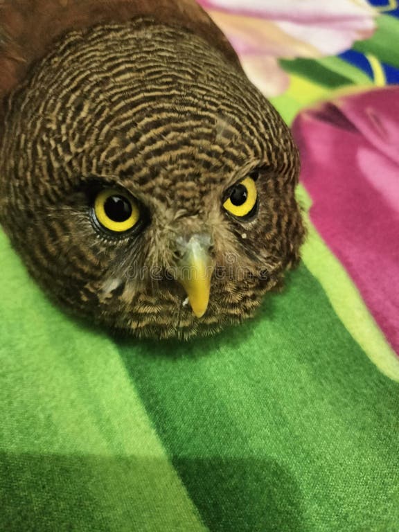 Cute Javan Hawk Owl Close Up Stock Image - Image of hawk, cute: 378624977