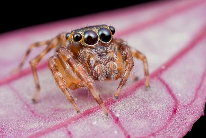 A cute jumping spider stock image. Image of brown, color - 19832651