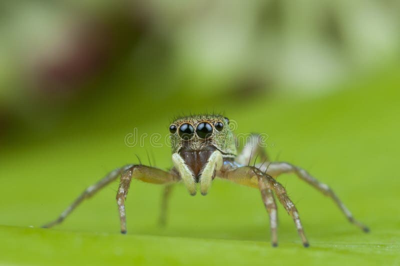 Cute jumping spider. stock photo. Image of cute, arachnid - 65085120