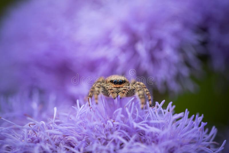 Cute Jumping Spider on Purple Lush Flower Close Up Stock Image - Image ...