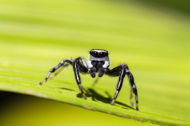 Cute jumping spider stock photo. Image of salticidae - 19832218