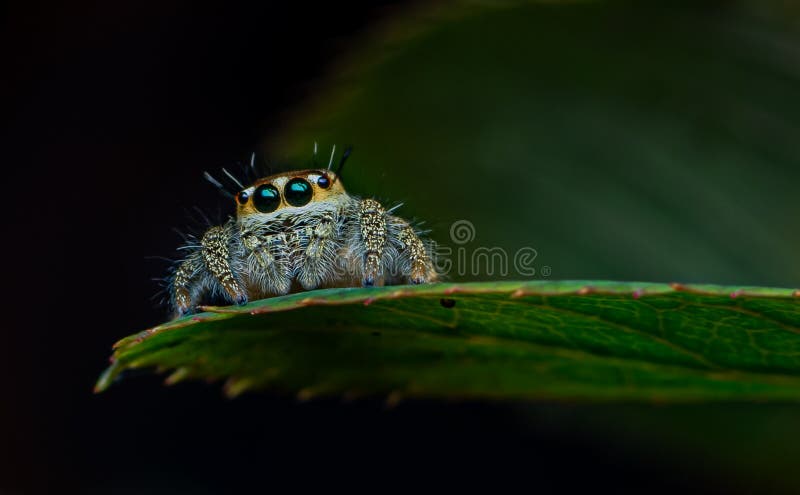 Cute jumping spider stock photo. Image of ready, cover - 186868426