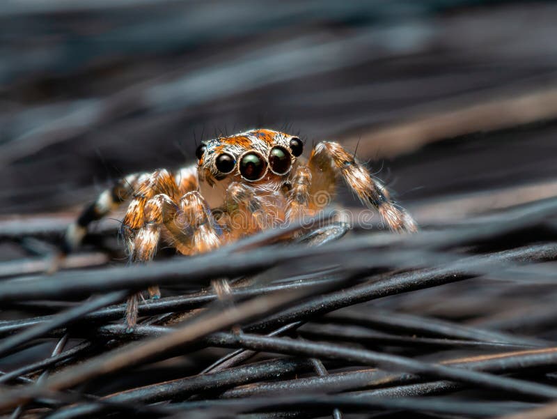 Cute Juvenile of Jumping Spider Stock Image - Image of animal, wildlife ...
