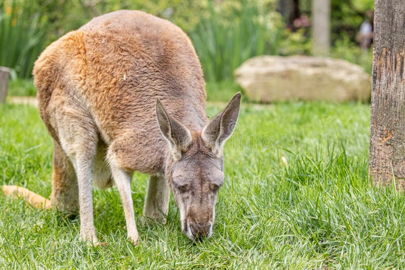 Kangaroo eating stock photo. Image of animals, pouch - 21146610