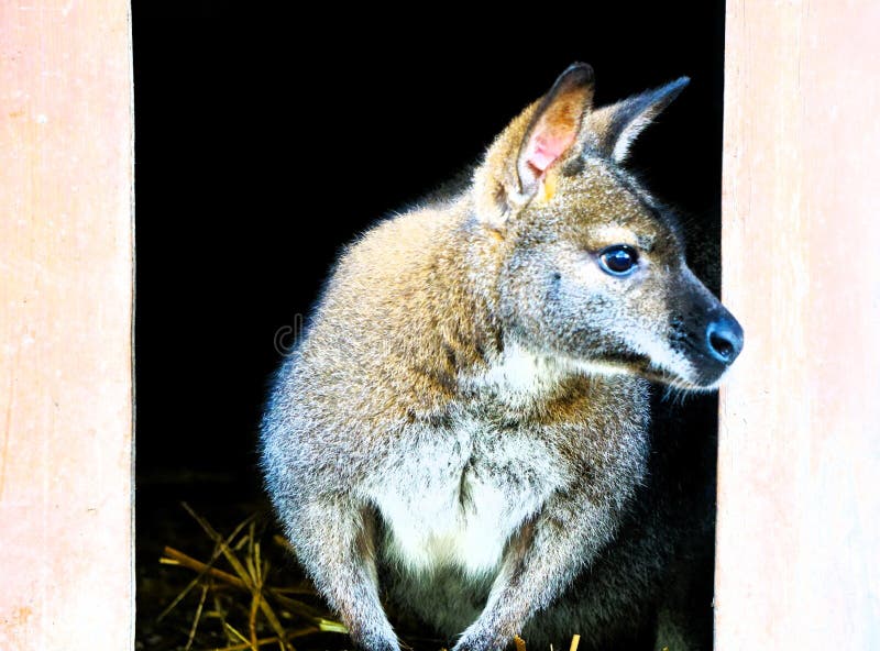 Cute Kangaroo Looking Out of Its Small Home Stock Photo - Image of ...