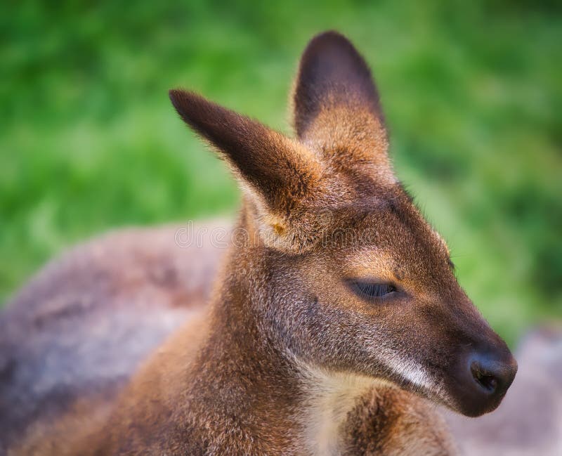 Cute kangaroo portrait stock photo. Image of brown, green - 190847846