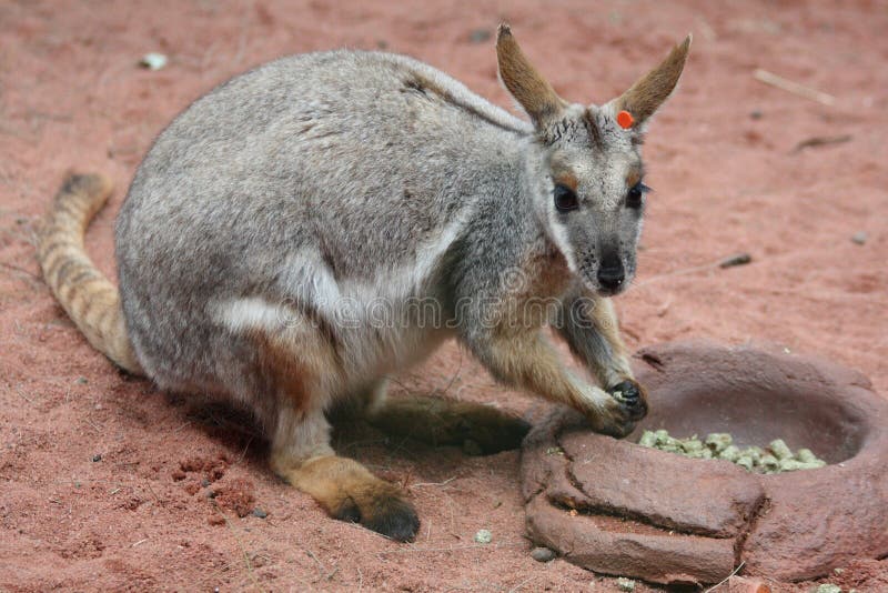 A cute kangaroo in Sydney stock image. Image of travel - 9165605