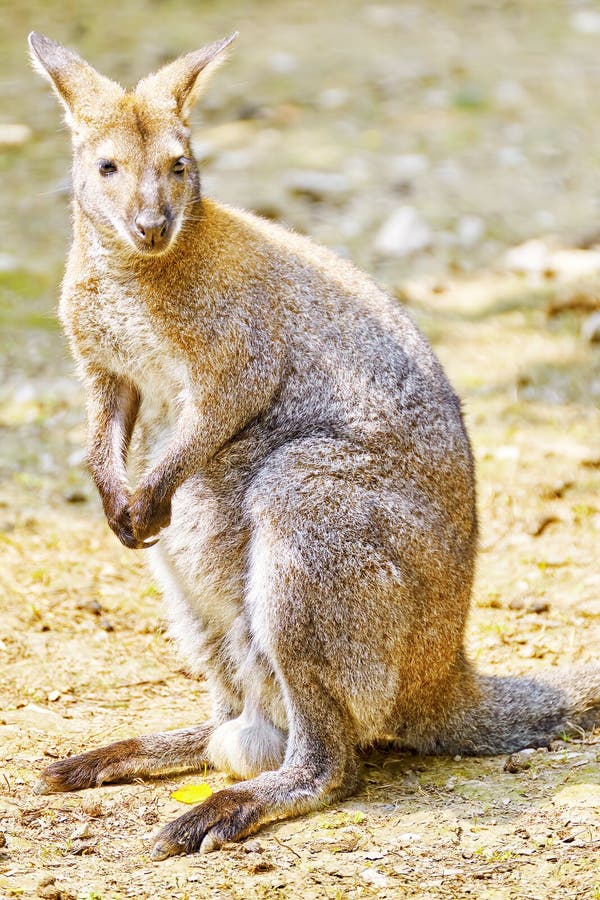 Cute Kangaroo. stock photo. Image of kangaroos, hopping - 56681448