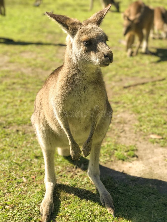A cute kangaroo stock image. Image of facing, cute, front - 129721377